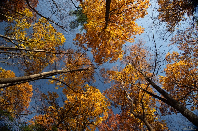 Landscape Photography,autumn Trees From Below,fine Art Print, Wall Art ...
