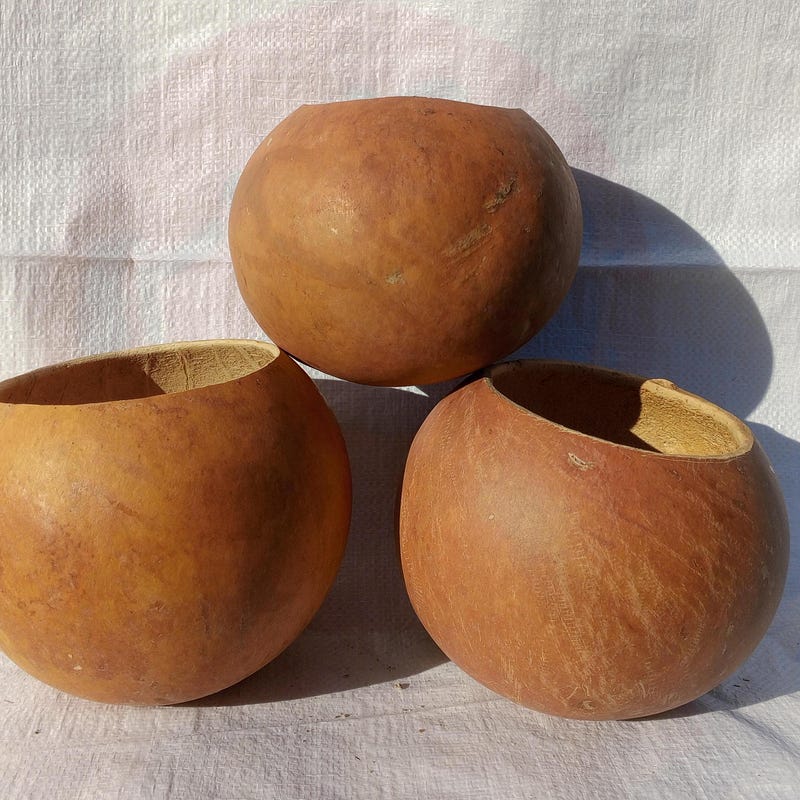 Calabash Gourd - Etsy