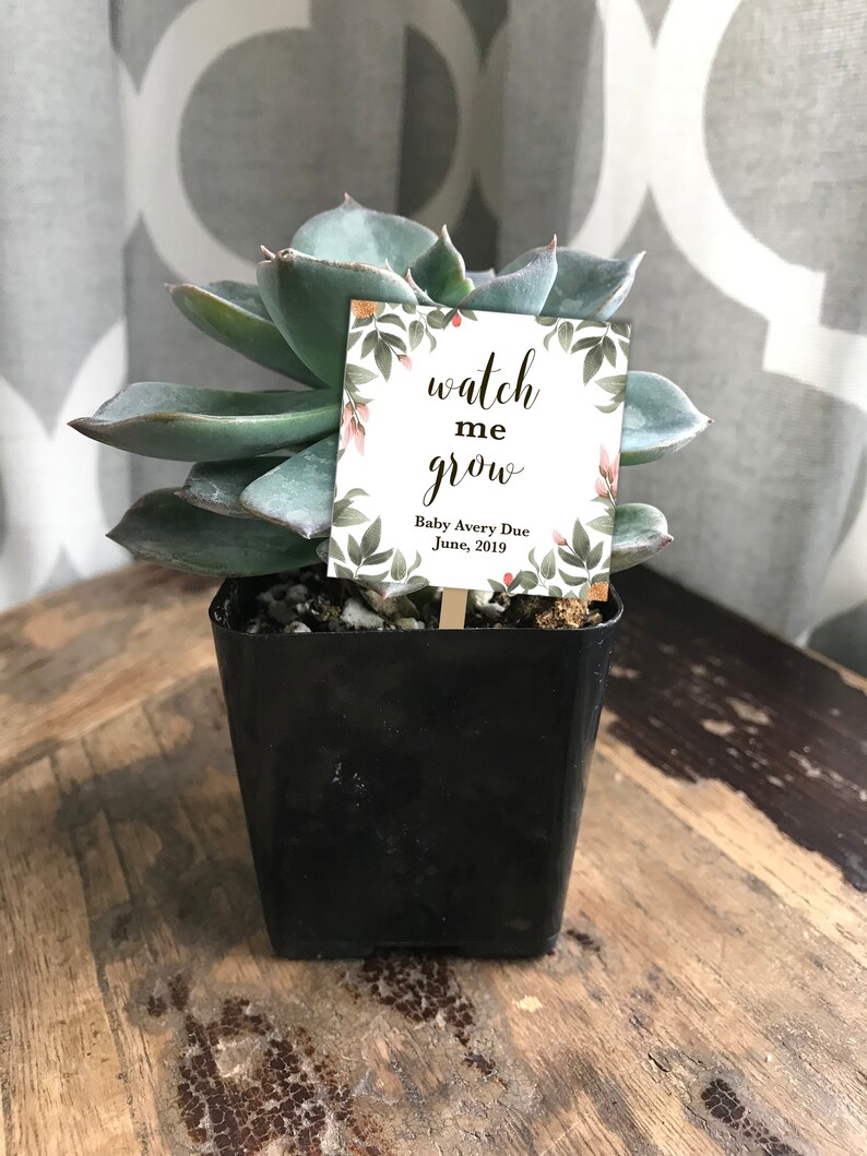 Succulent Favor Baby Shower EDITABLE favor tags Printable | Etsy