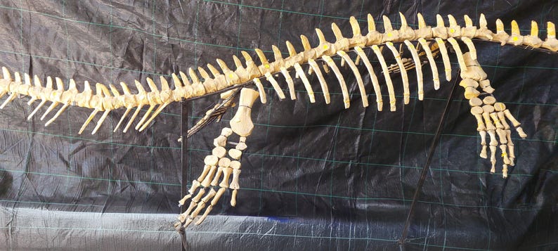 Rare and Complete Mosasaurus Skeleton Museum Quality Fossil From the ...