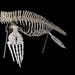 Real Mosasaur Skeleton Exceptional 6.25m Thalassotitan Atrox Fossil ...