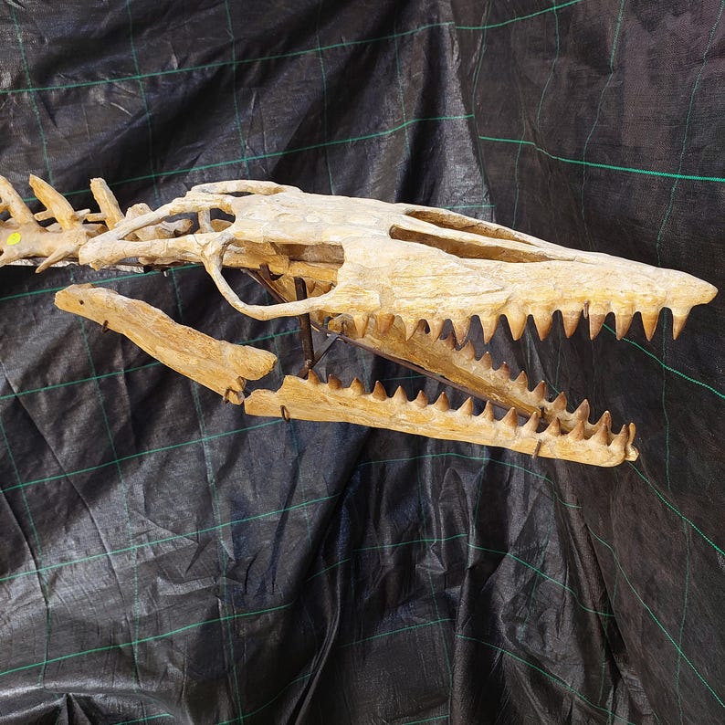 Rare and Complete Mosasaurus Skeleton Museum Quality Fossil From the ...