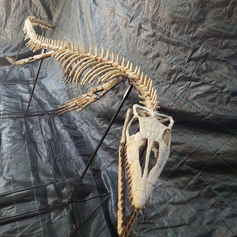 Rare and Complete Mosasaurus Skeleton Museum Quality Fossil From the ...