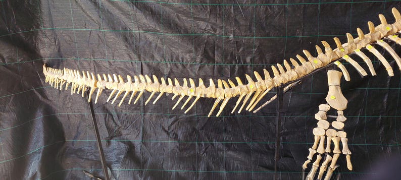 Rare and Complete Mosasaurus Skeleton Museum Quality Fossil From the ...