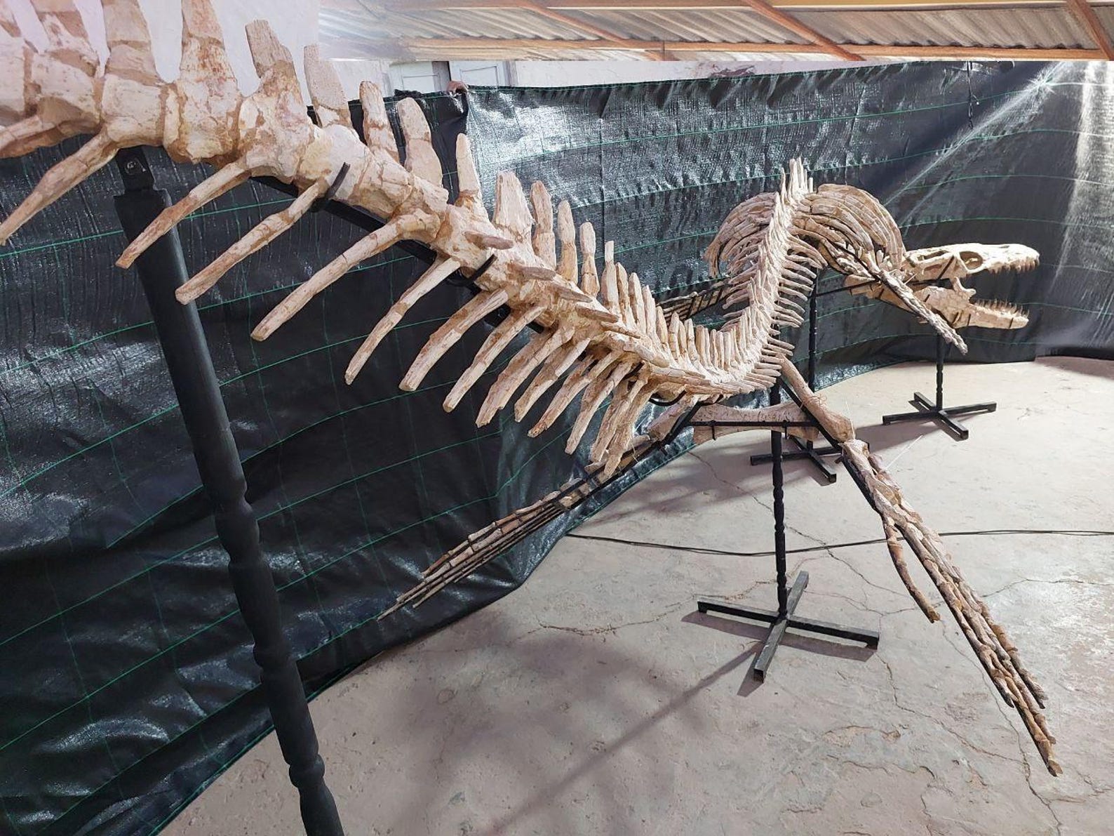 Mosasaur Skeleton Exceptional 6.25m Thalassotitan Atrox Fossil From the ...