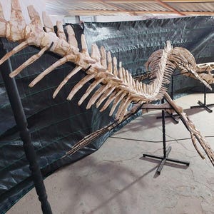 Real Mosasaur Skeleton Exceptional 6.25m Thalassotitan Atrox Fossil ...