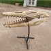 Real Mosasaur Skeleton Exceptional 6.25m Thalassotitan Atrox Fossil ...