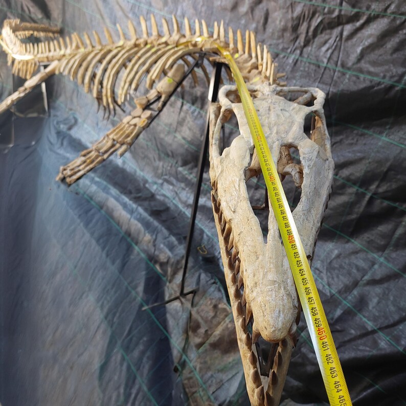 Rare and Complete Mosasaurus Skeleton Museum Quality Fossil From the ...