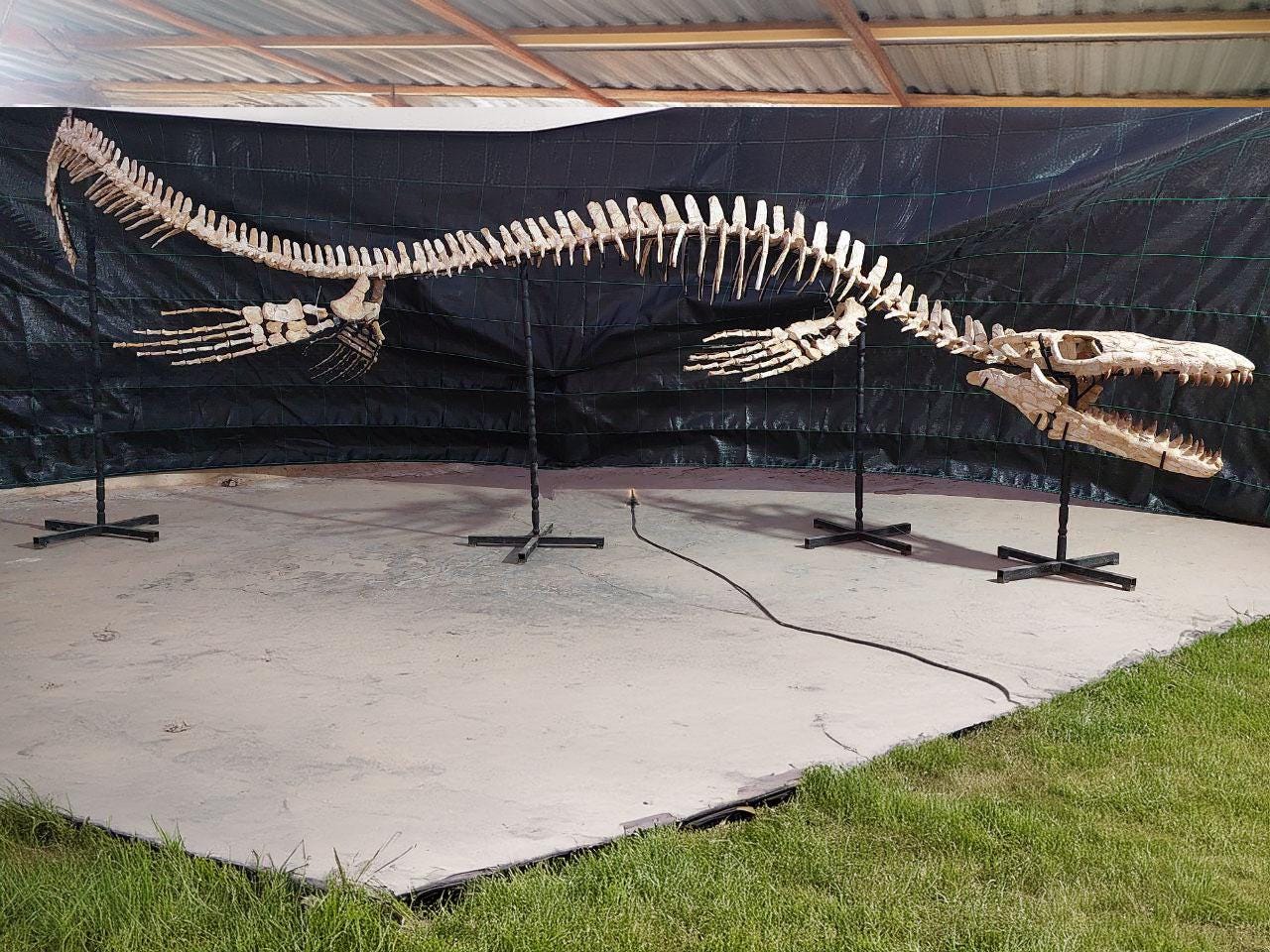 Mosasaur Skeleton Exceptional 6.25m Thalassotitan Atrox Fossil From the ...