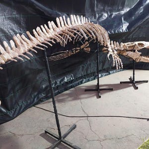 Real Mosasaur Skeleton Exceptional 6.25m Thalassotitan Atrox Fossil ...