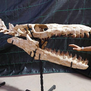 Real Mosasaur Skeleton Exceptional 6.25m Thalassotitan Atrox Fossil ...