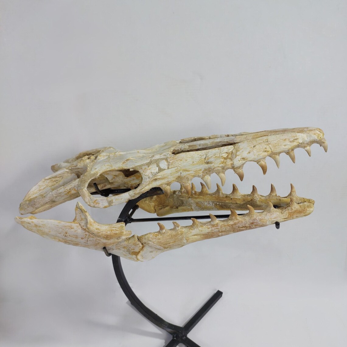 Full Baby Mosasaurus Skull Halisaurus Fossil Halisaurinae squamata ...