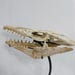 Full Baby Mosasaurus Skull Halisaurus Fossil Halisaurinae squamata ...
