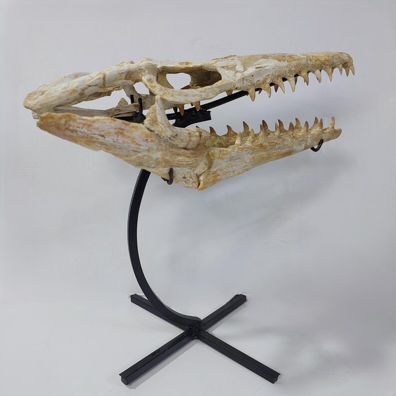 Full Baby Mosasaurus Skull Halisaurus Fossil Halisaurinae squamata ...