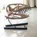 Real Mosasaur Skeleton Exceptional 6.25m Thalassotitan Atrox Fossil ...