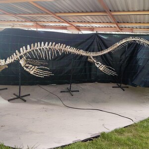 Real Mosasaur Skeleton Exceptional 6.25m Thalassotitan Atrox Fossil ...