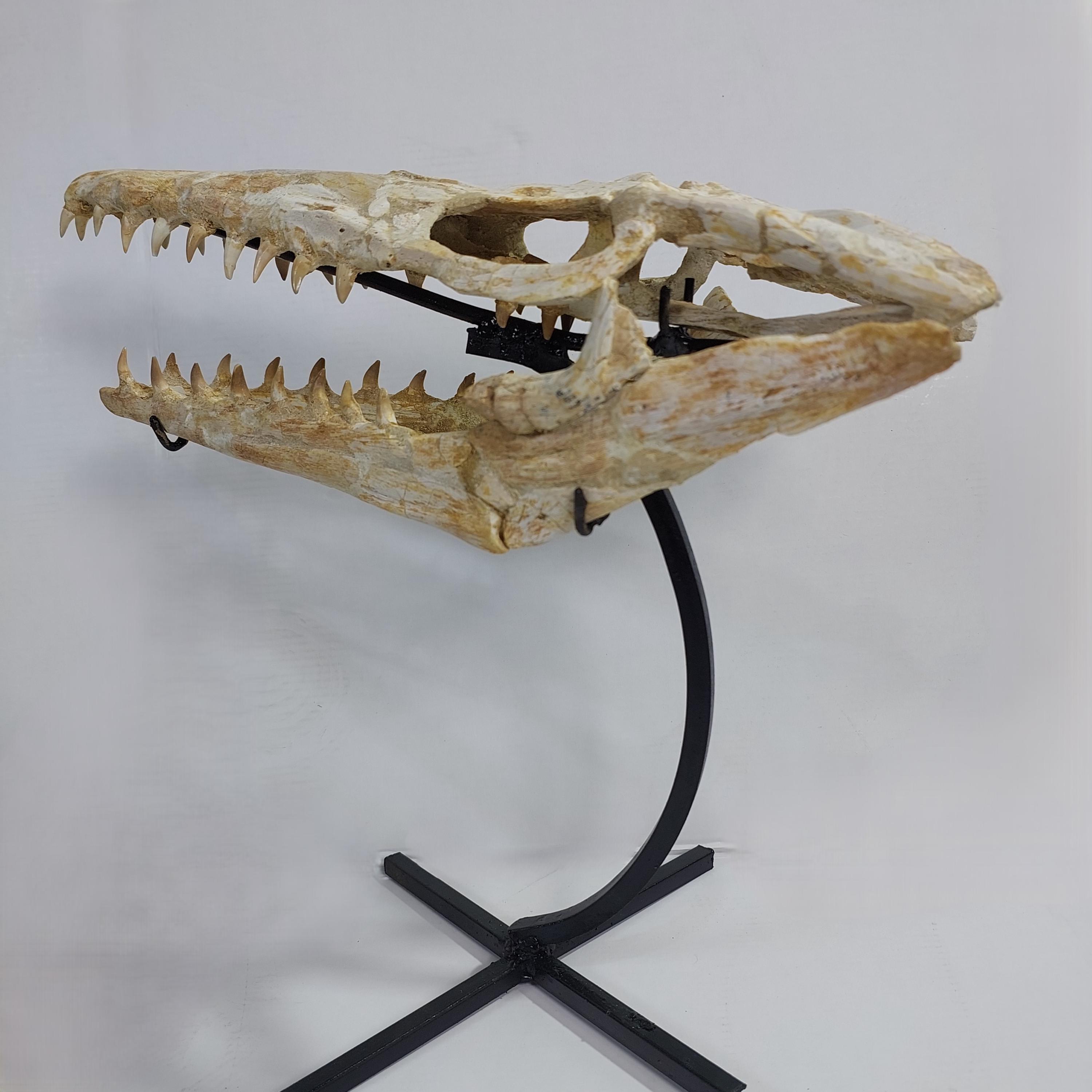 Full Baby Mosasaurus Skull Halisaurus Fossil Halisaurinae squamata ...