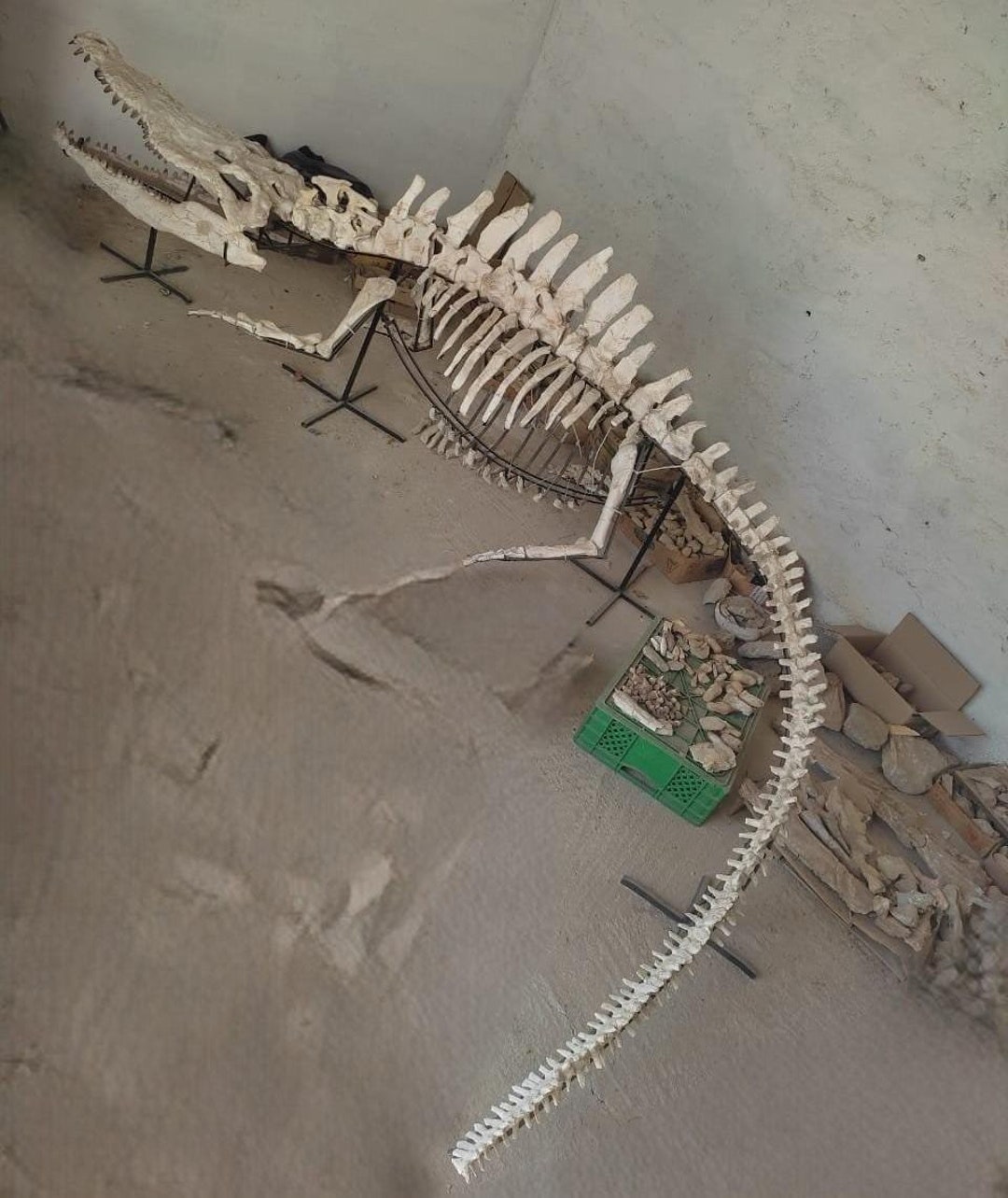 Alligator Fossil Crocodile Skeleton Discovered in Morocco. Cretaceous ...