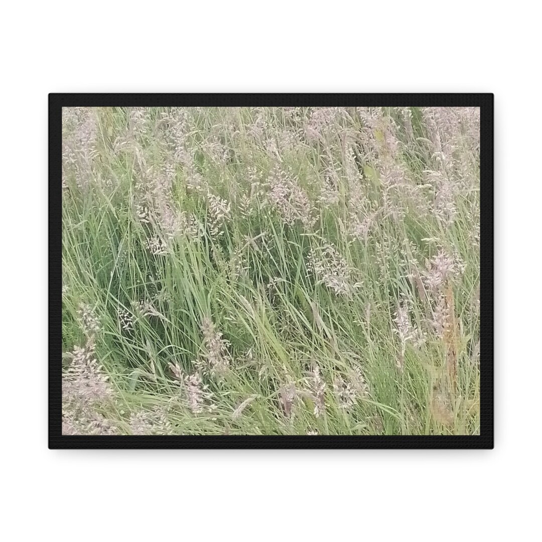 Apera Spica Venti Wind Grass Botanical Art Print Minimalist Nature Wall ...
