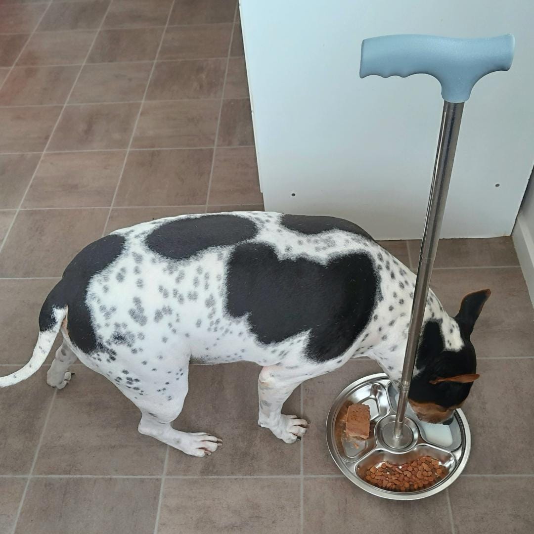 No Bend Pet Feeder – Stainless Steel Stand up Bowl for Seniors ...