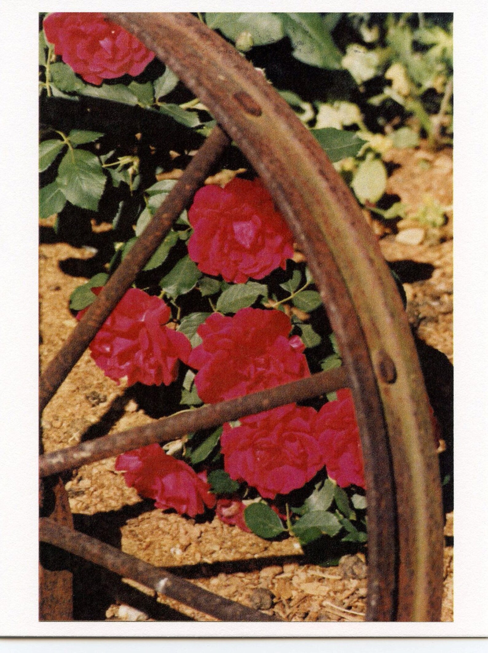 Beautiful Red Roses and Rustic Iron Wheel - "antiquity" Will Apply to ...