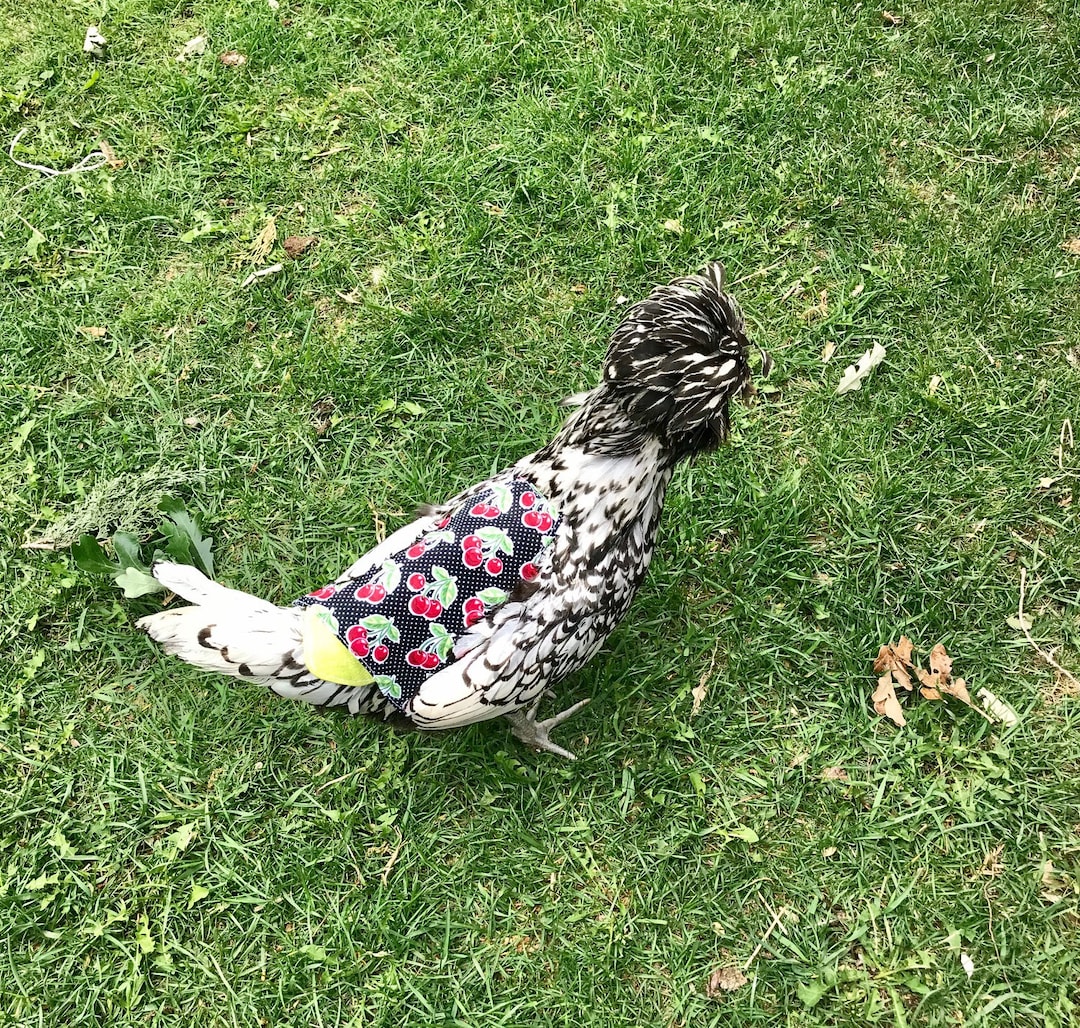 Hen Poultry Saddle/apron Dress Chicken Farm Supply Eggs - Etsy