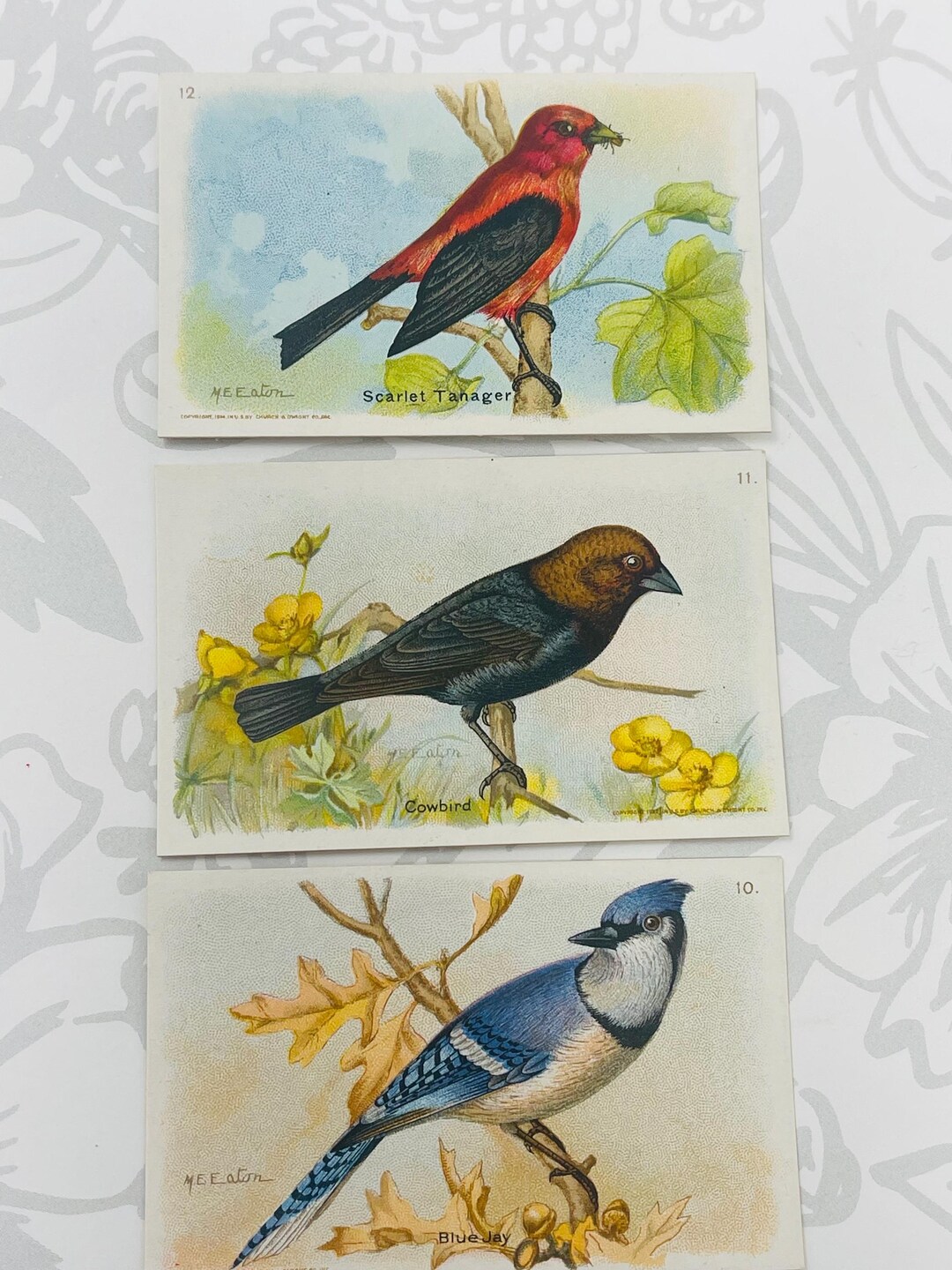 3 Vintage Birds Cards 60's Arm & Hammer Birds of America Litho ...