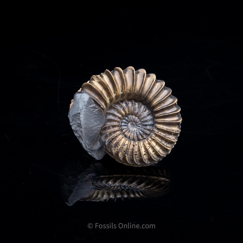 Fossil Pyritized Ammonite Pleuroceras Cluster Jurassic Germany - Etsy