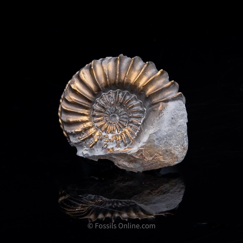Fossil Pyritized Ammonite Pleuroceras Cluster Jurassic Germany - Etsy