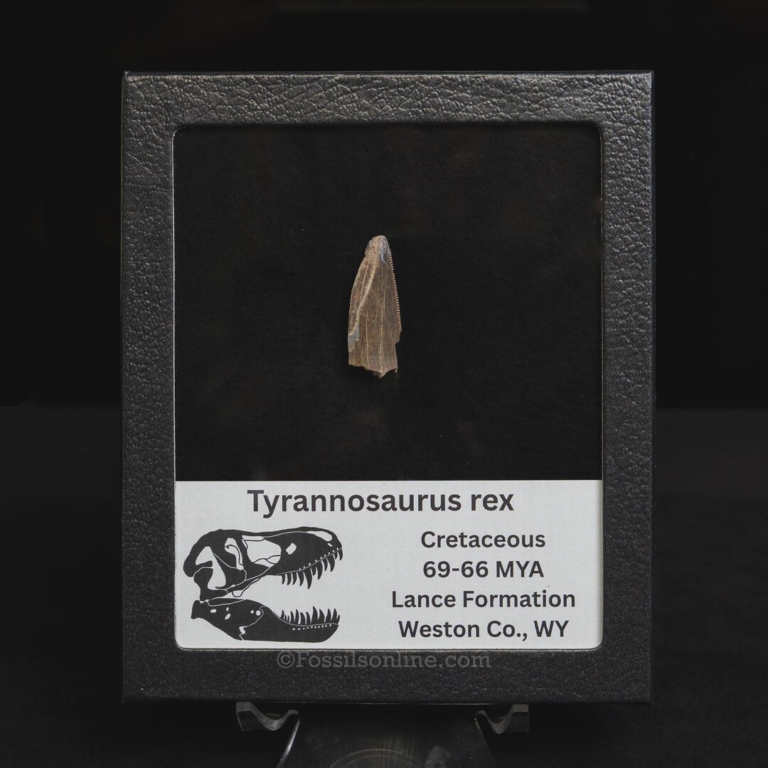 Tyrannosaurus Rex Tooth Fragment 1.41" - Etsy