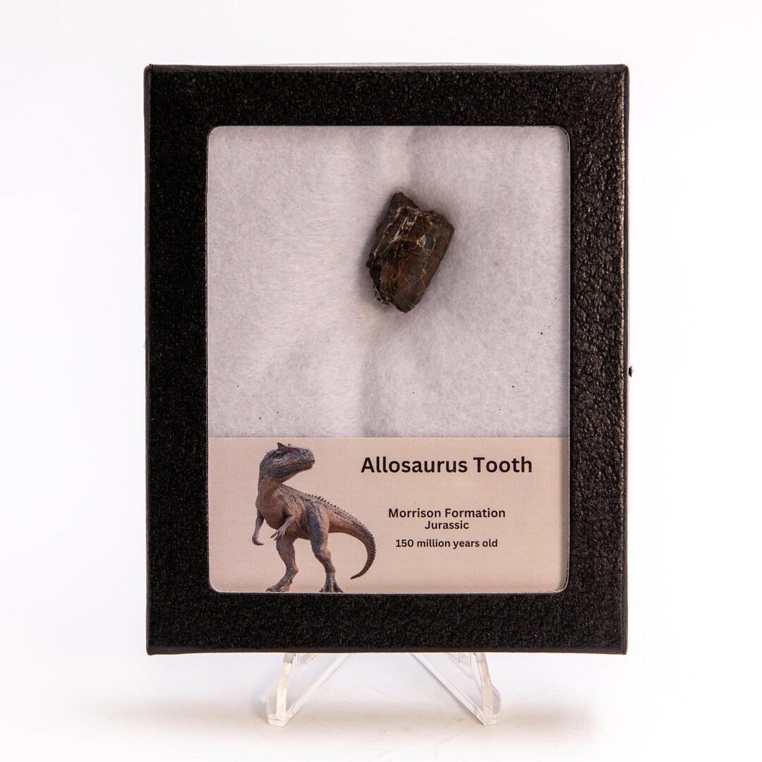 Allosaurus Tooth Morrison Formation Jurassic Dinosaur .99" - Etsy