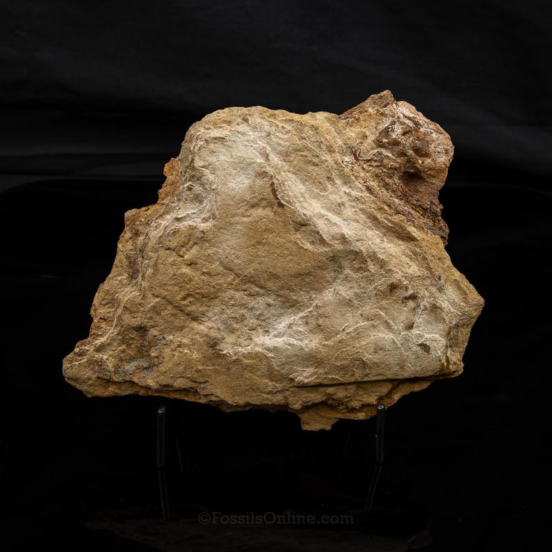 Nanotyrannus Tooth, Edmontosaurus Teeth, Tendons and Bones in Sandstone ...