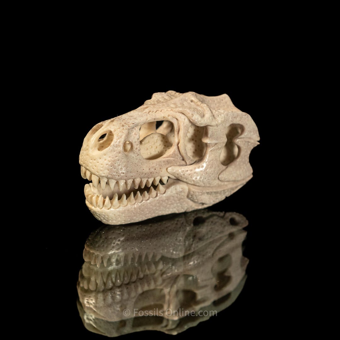 T-rex Skull Carved From Moose Antler - Etsy