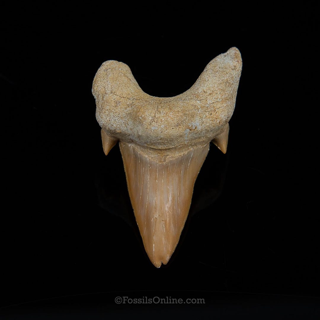 Fossil Pathological Otodus Tooth 2.31" - Etsy