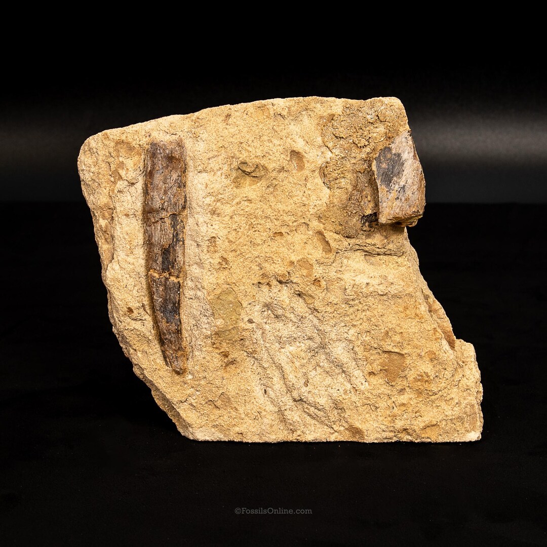 Jurassic Dinosaur Bone in Matrix - Etsy