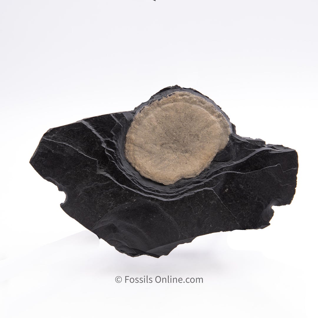 Pyrite Sun in Original Slate - Etsy