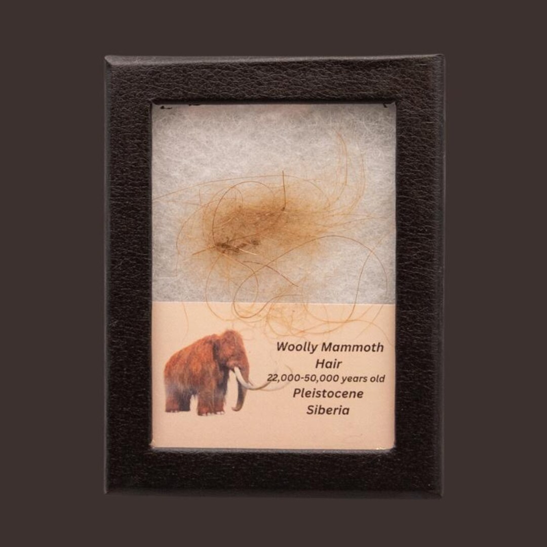 Woolly Mammoth Hair in Display Case - Etsy