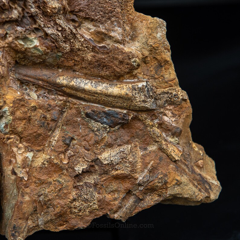 Nanotyrannus Tooth, Edmontosaurus Teeth, Tendons and Bones in Sandstone ...