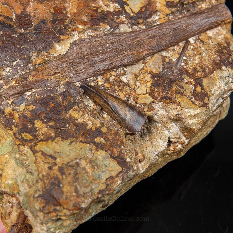 Tyrannosaurus Rex Tooth, Edmontosaurus Teeth, Tendons and Bones in ...