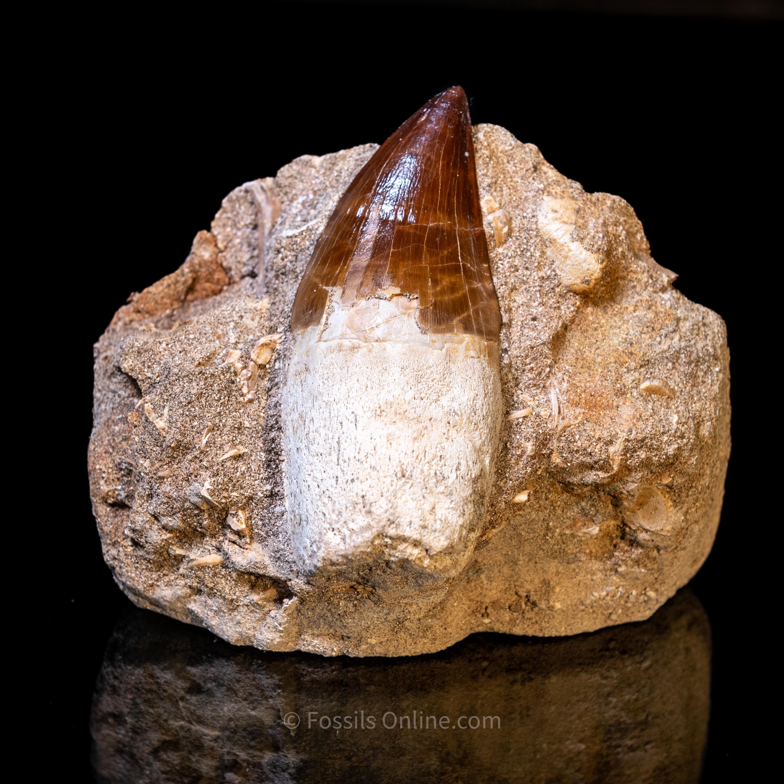 Mosasaur Tooth in Original Matrix 3.53" - Etsy