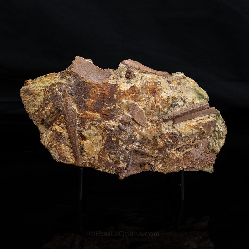 Tyrannosaurus Rex Tooth, Edmontosaurus Teeth, Tendons and Bones in ...