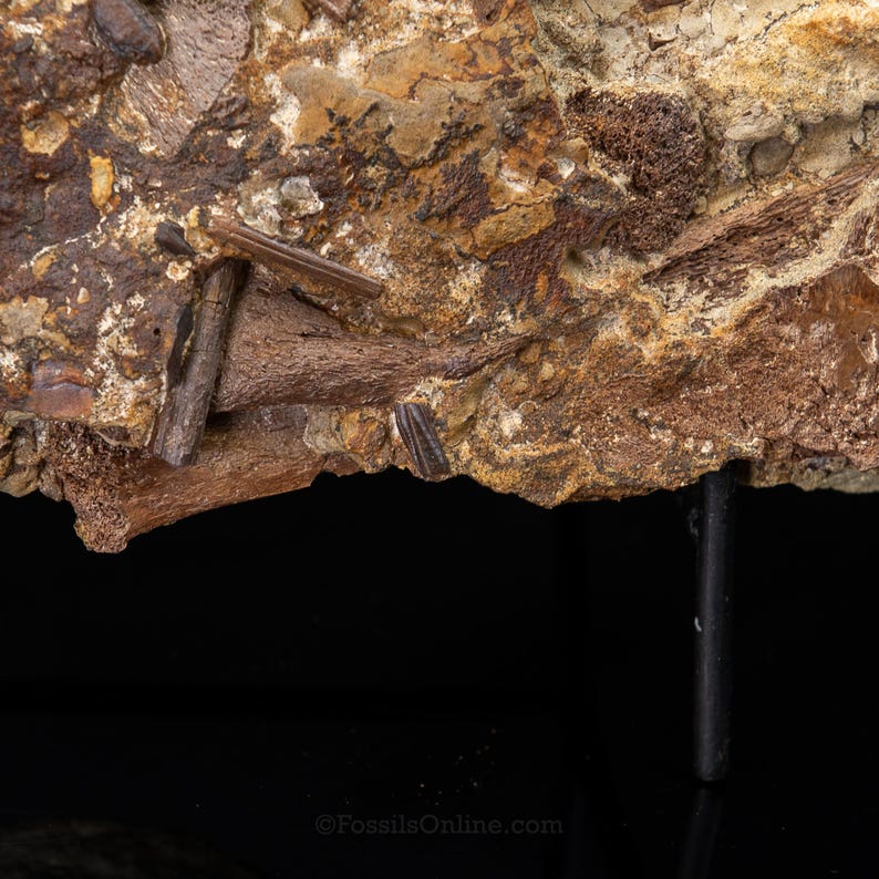 Tyrannosaurus Rex Tooth, Edmontosaurus Teeth, Tendons and Bones in ...