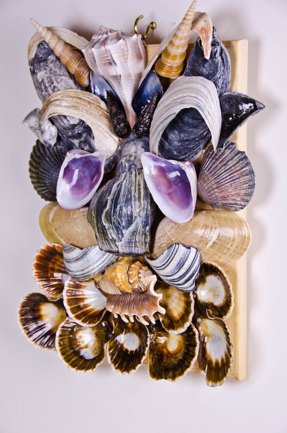 Ocean Creature. Decoration Collectible Seashell Wall Nautical - Etsy