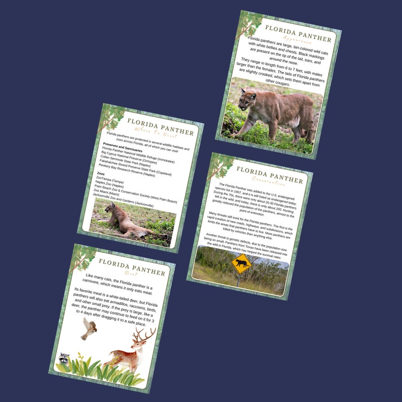 Florida Panther Lesson Plan - Homeschool Materials - Wild Cat Learning ...