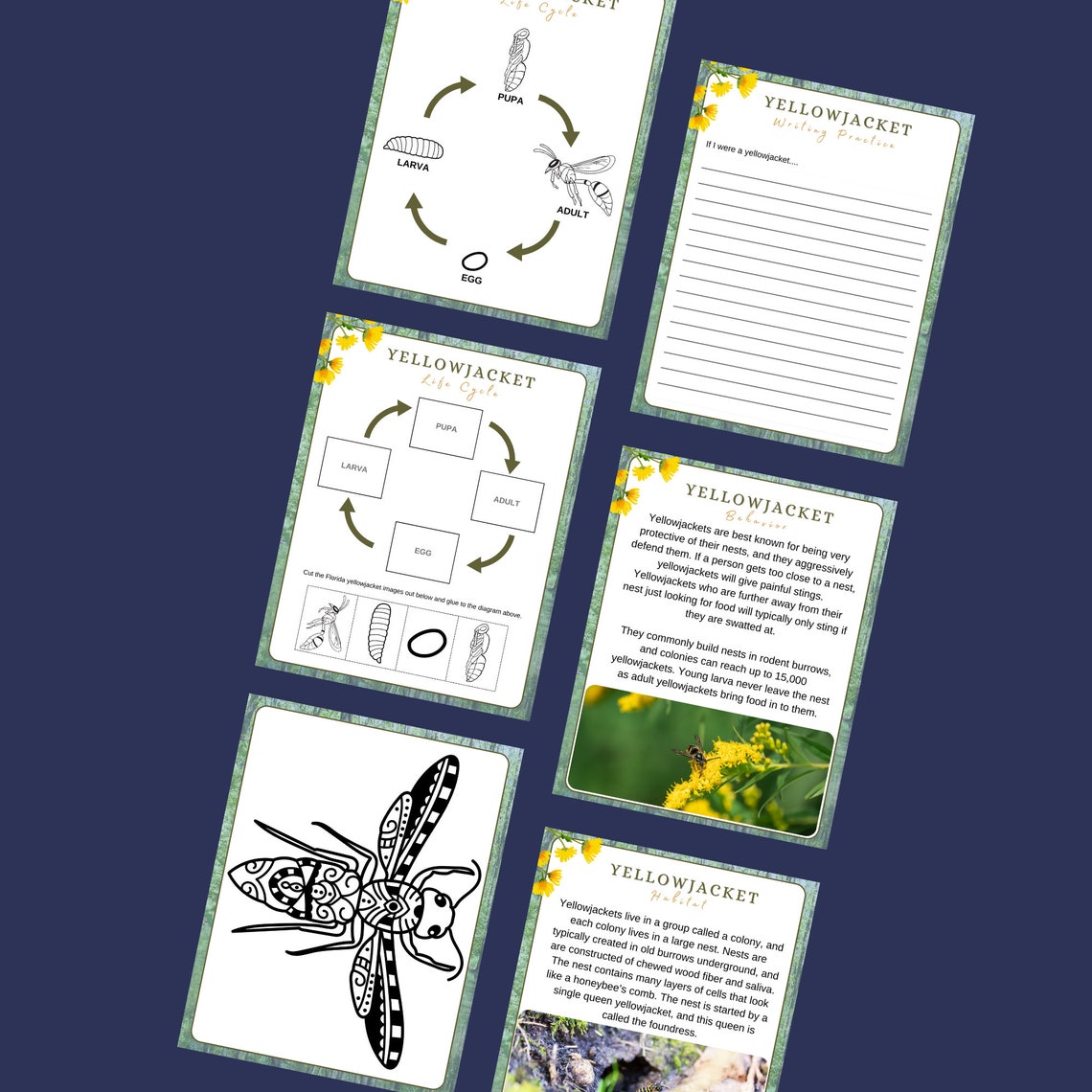 Florida Yellowjacket Wasp Lesson Plan - Homeschool Materials - Insect ...