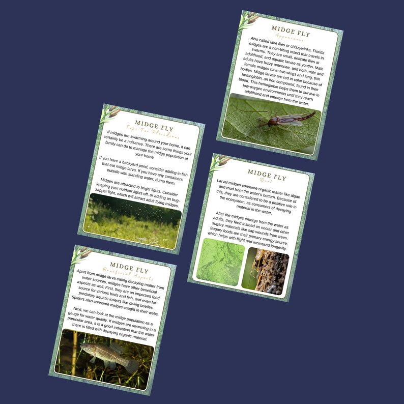 Florida Midge Fly Lesson Plan - Homeschool Materials - Insect Learning ...