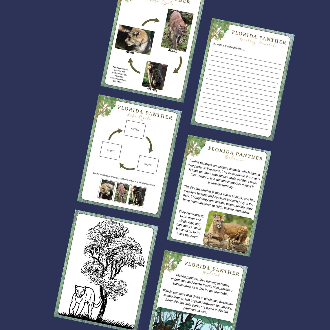 Florida Panther Lesson Plan - Homeschool Materials - Wild Cat Learning ...