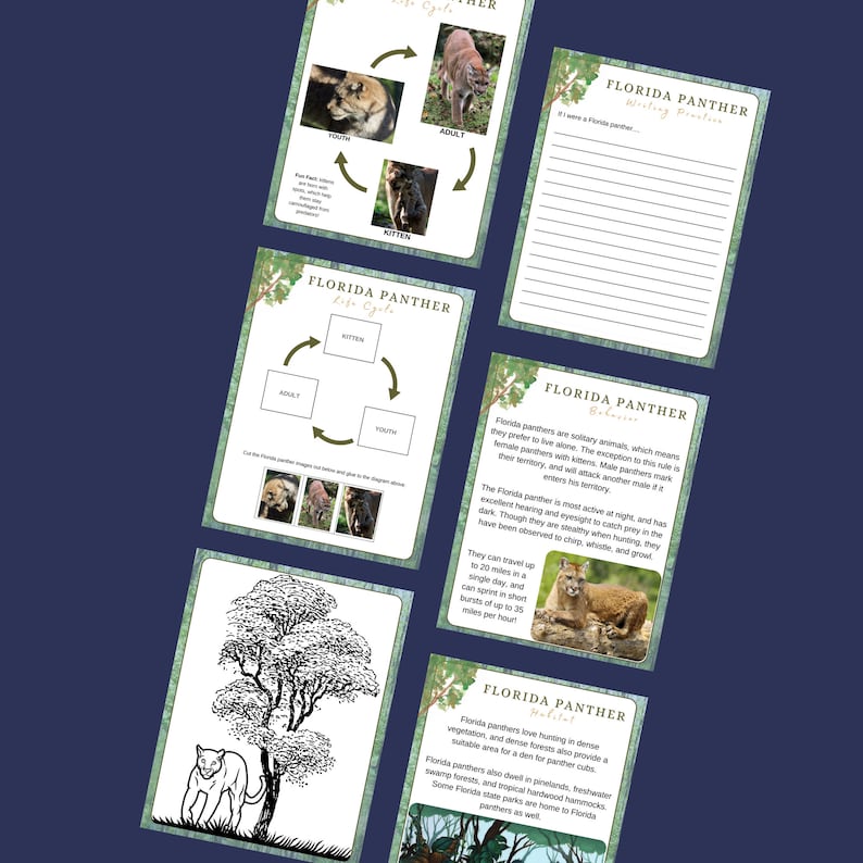 Florida Panther Lesson Plan - Homeschool Materials - Wild Cat Learning ...