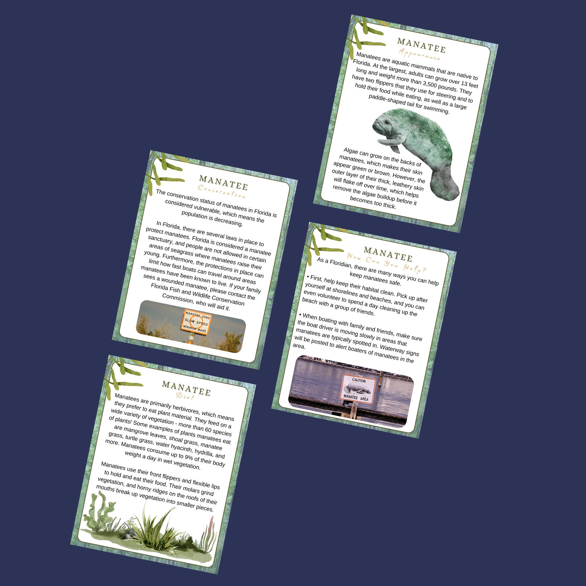 Florida Manatee Lesson Plan - Homeschool Materials - Aquatic Mammal ...