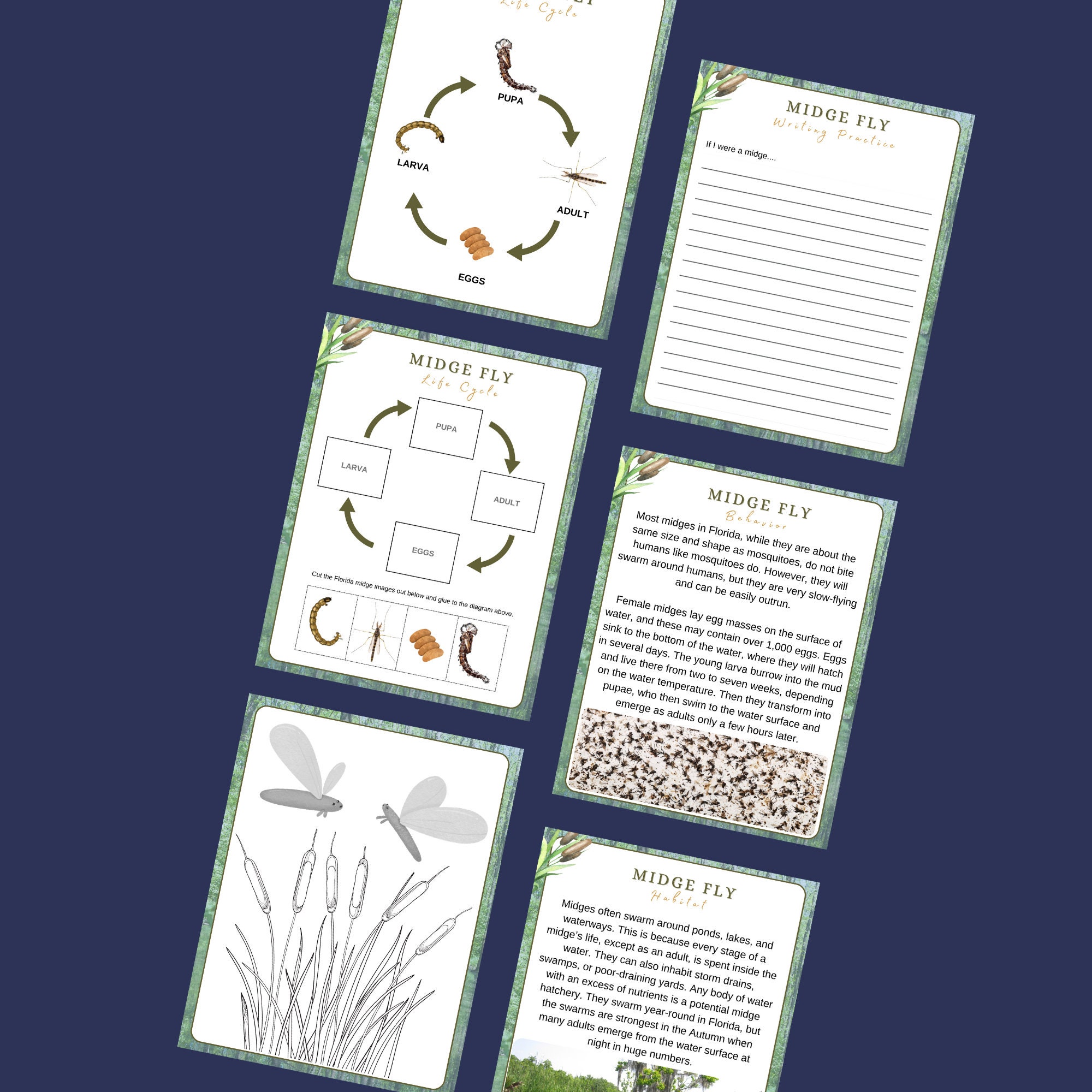 Florida Midge Fly Lesson Plan - Homeschool Materials - Insect Learning ...